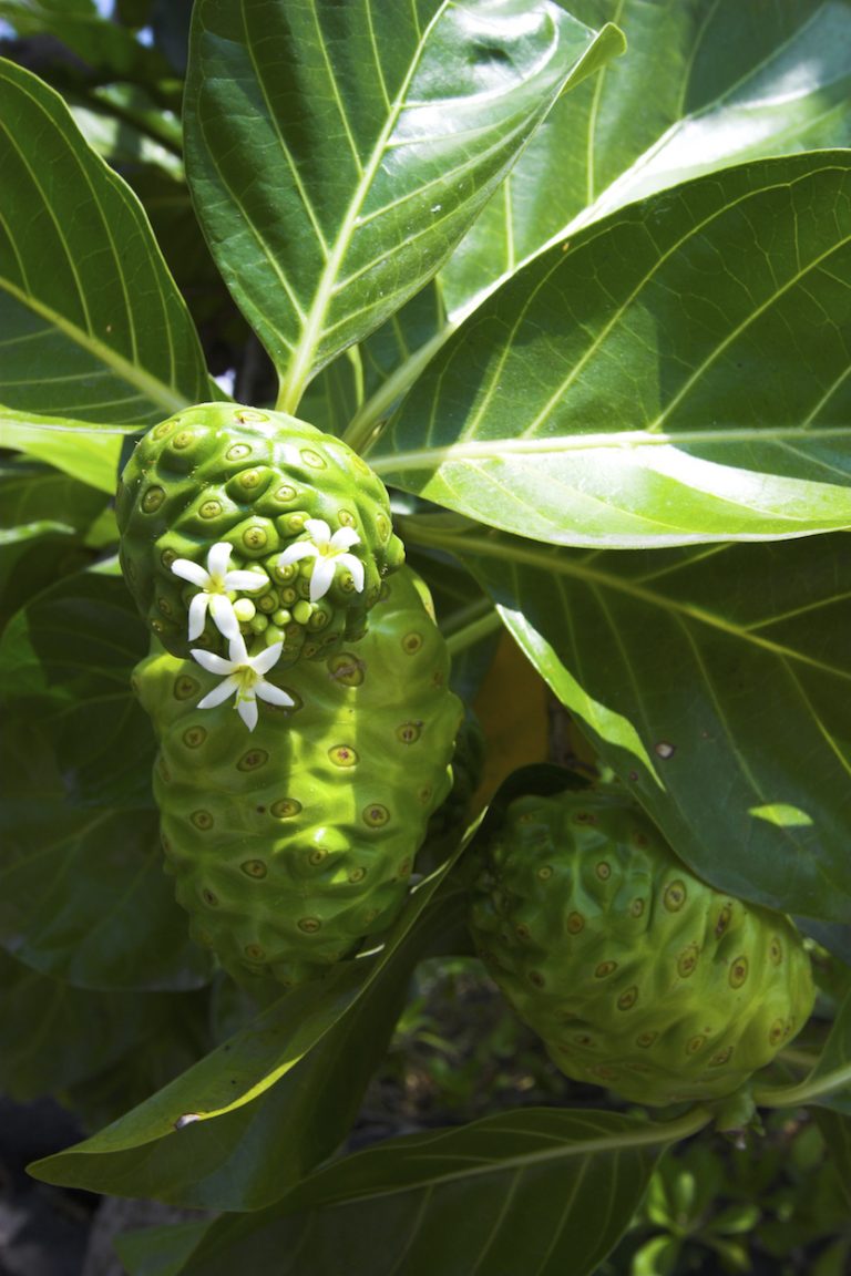 Noni Skin Care Products: What is Noni? - KORA Organics