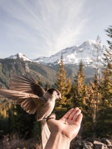 How To Make Non-Attachment Easy - KORA Organics